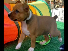 Rat Terrier Puppies For Sale - AKC PuppyFinder
