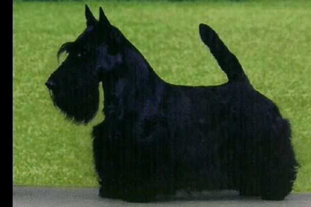 Scottish Terrier (Scottie) Puppies For Sale