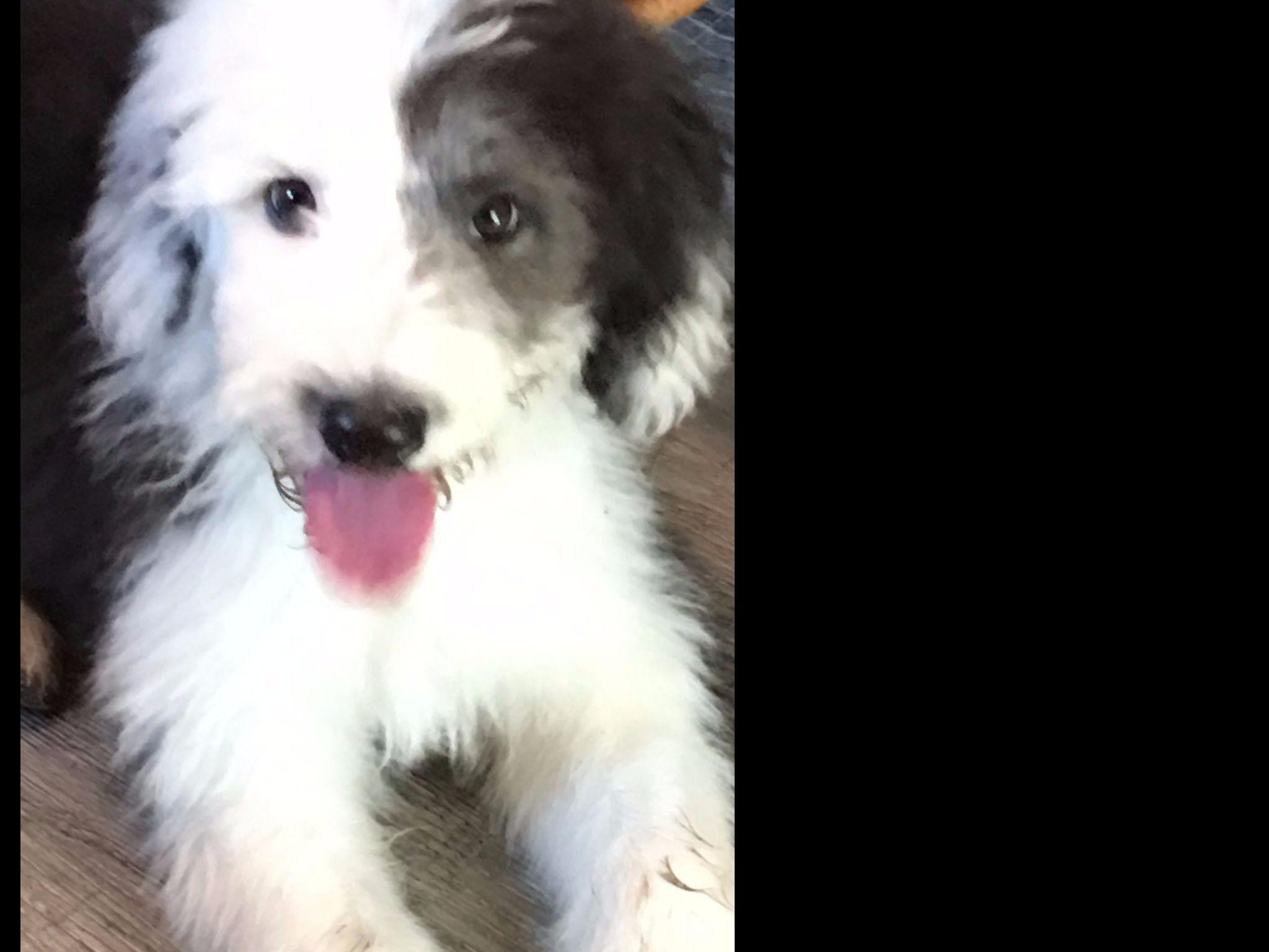 Shancy's Sheepdogs (Shari Dalton) - Old English Sheepdog Puppies for ...