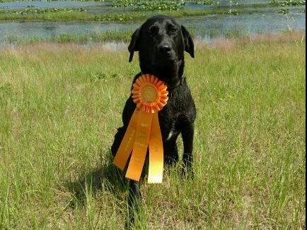 Rice's Retrievers - Labrador Retriever Puppies for Sale in Snow Camp ...