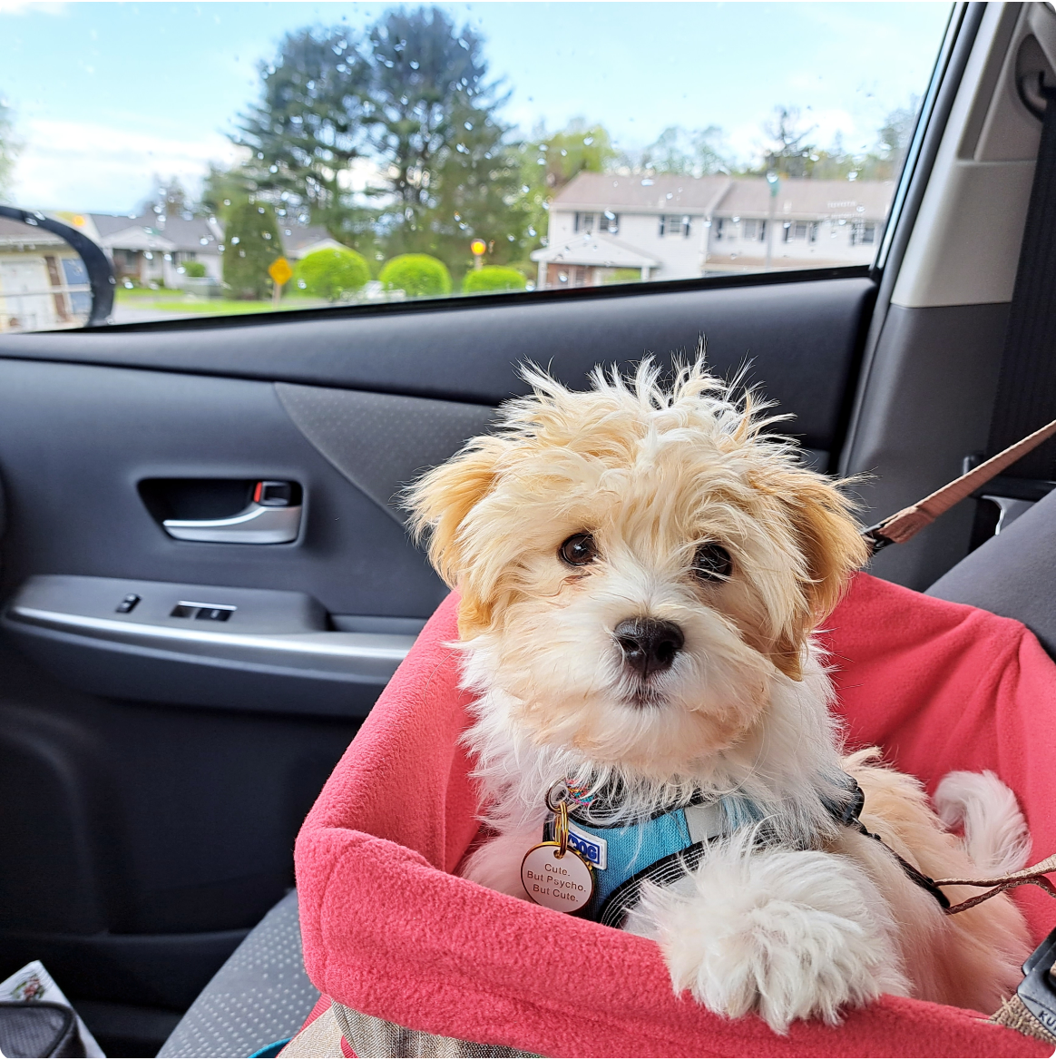 American Kennel Club