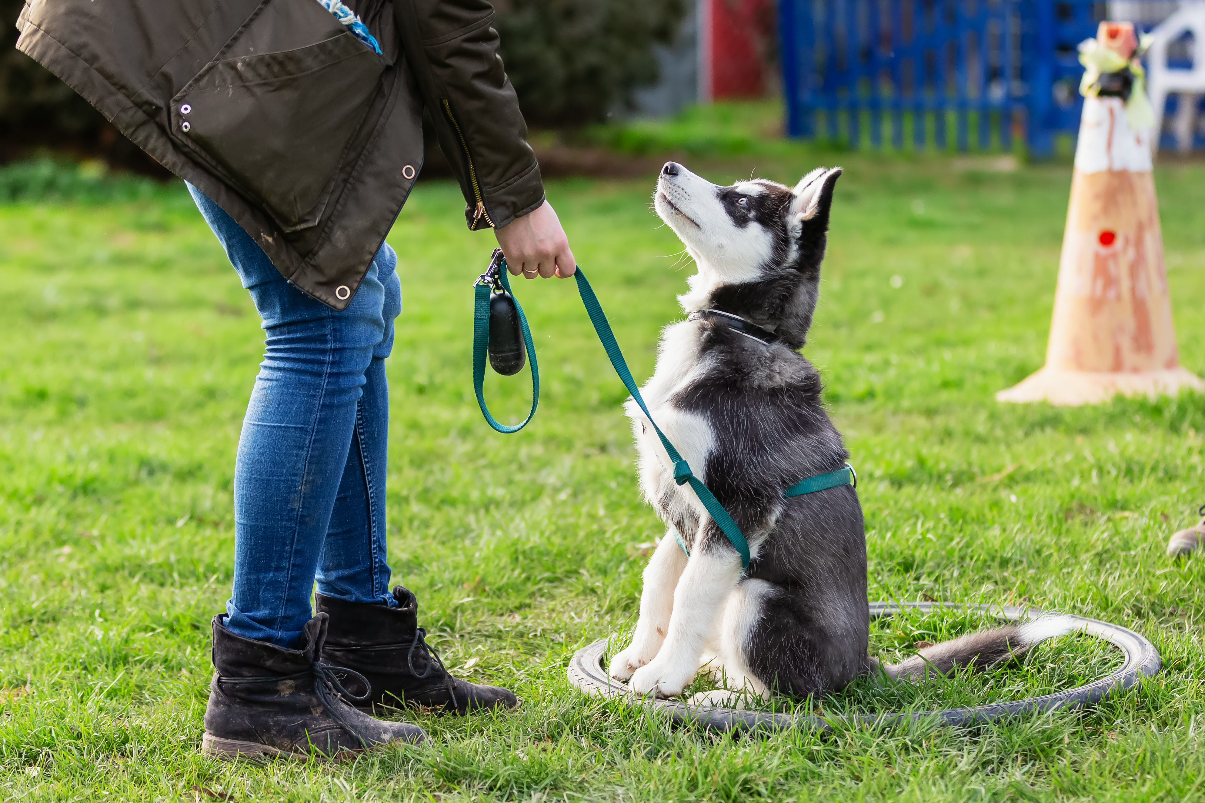 American Kennel Club