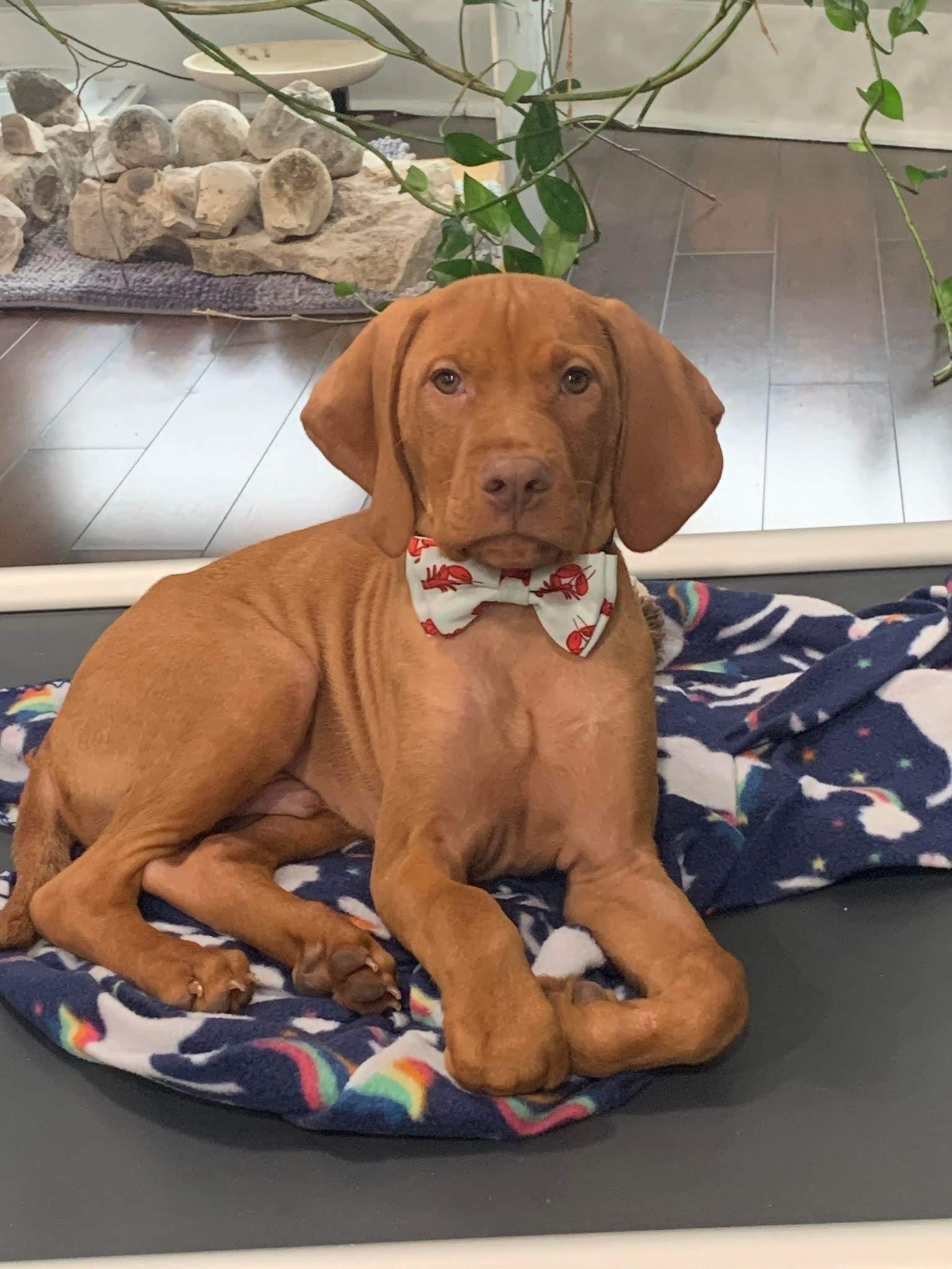 American Kennel Club