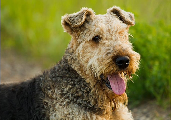 American Kennel Club