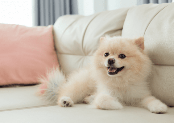 American Kennel Club