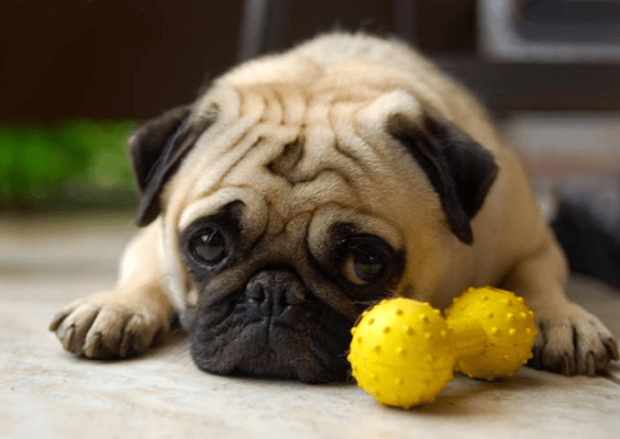 American Kennel Club